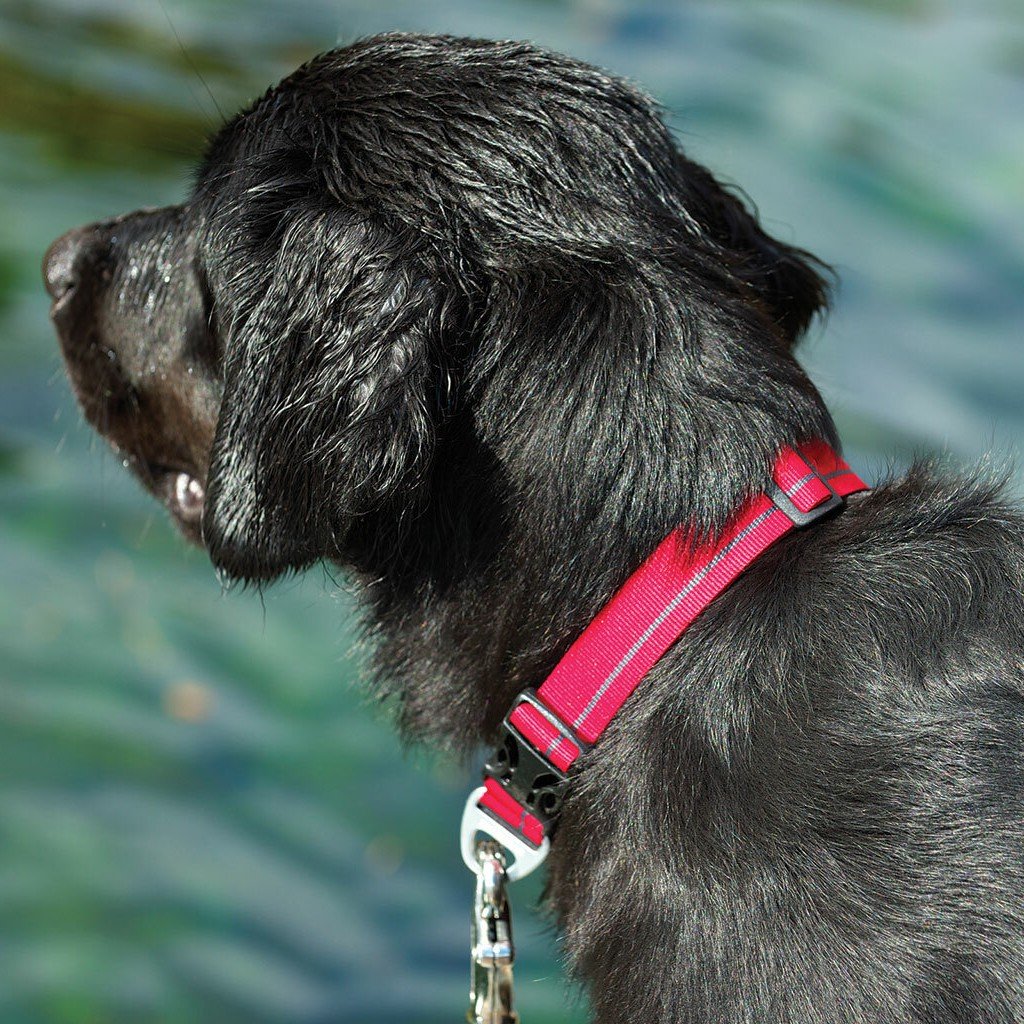 Ruffwear Hoopie Webbing Dog Collar | Absolute-Snow